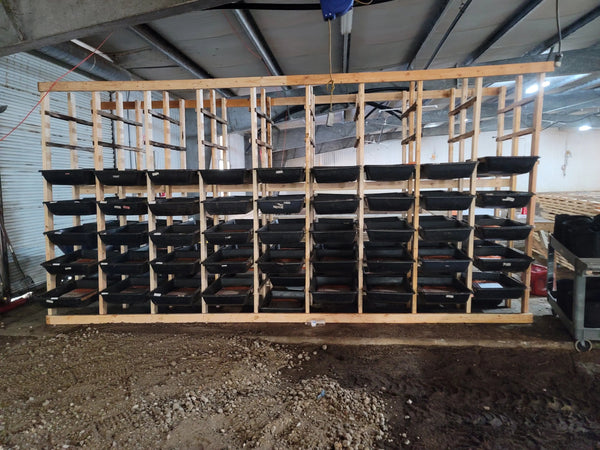 Beneficios del compostaje de lombrices para el suelo y las plantas