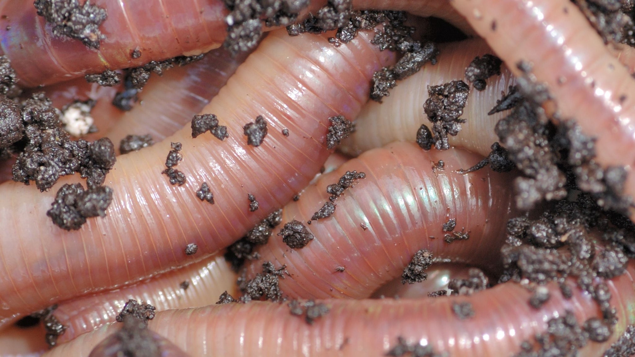 How to Care for Canadian Night Crawlers?