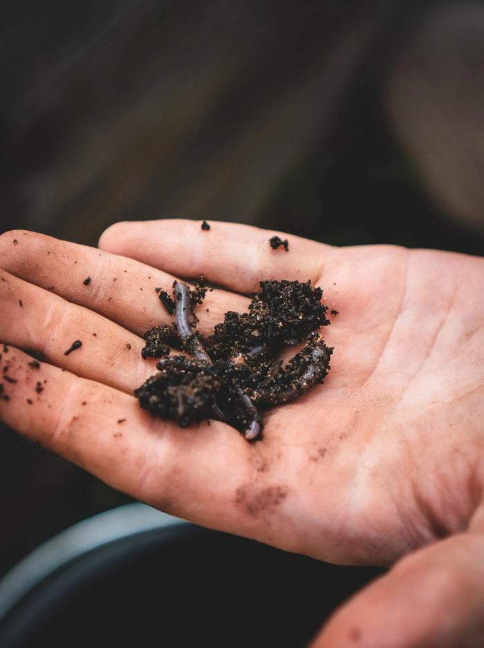 Beginners Guide to Vermicomposting - Get Composting In 4 Easy Steps