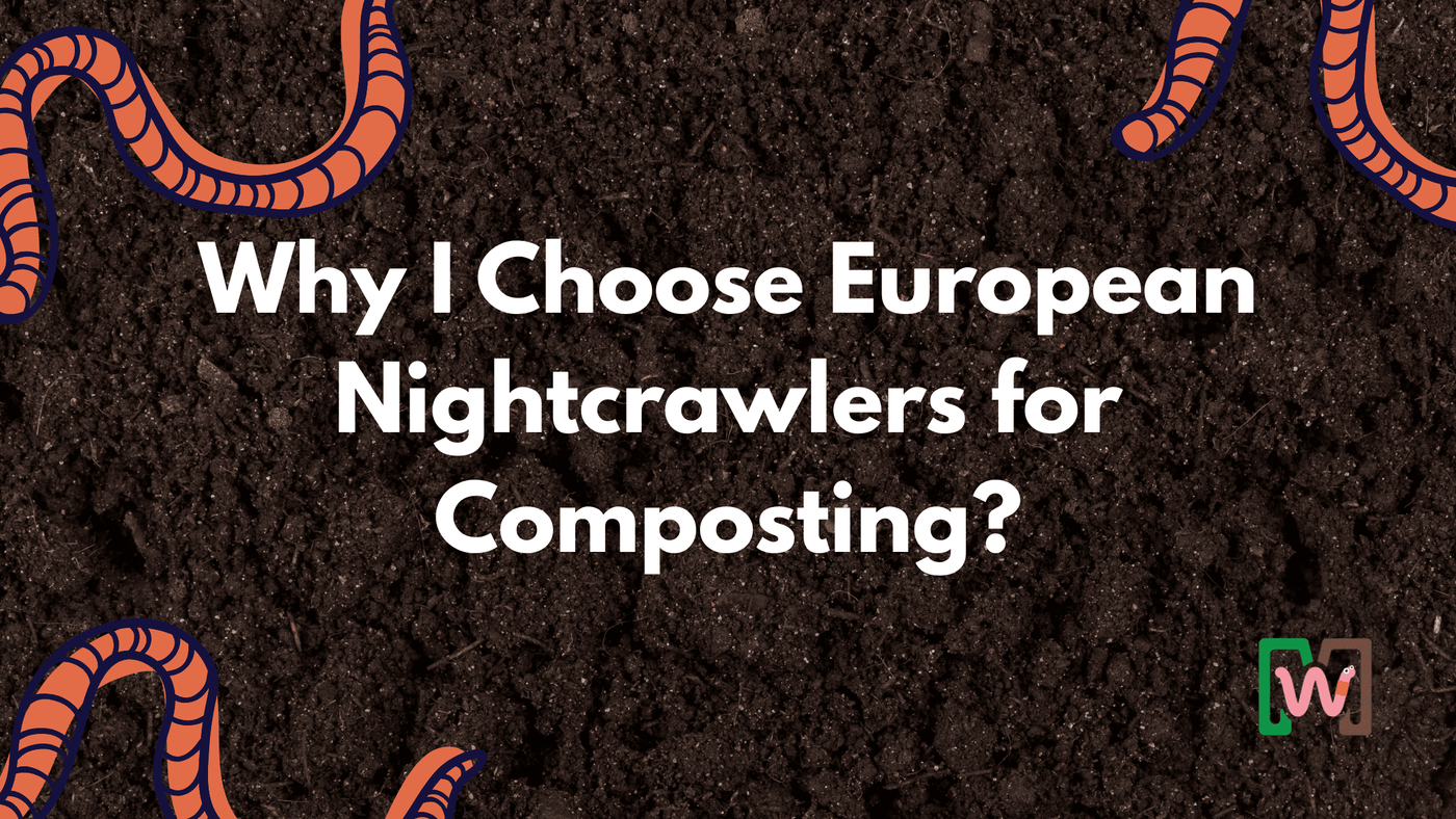 Why I Choose European Nightcrawlers for Composting? Pros & Cons