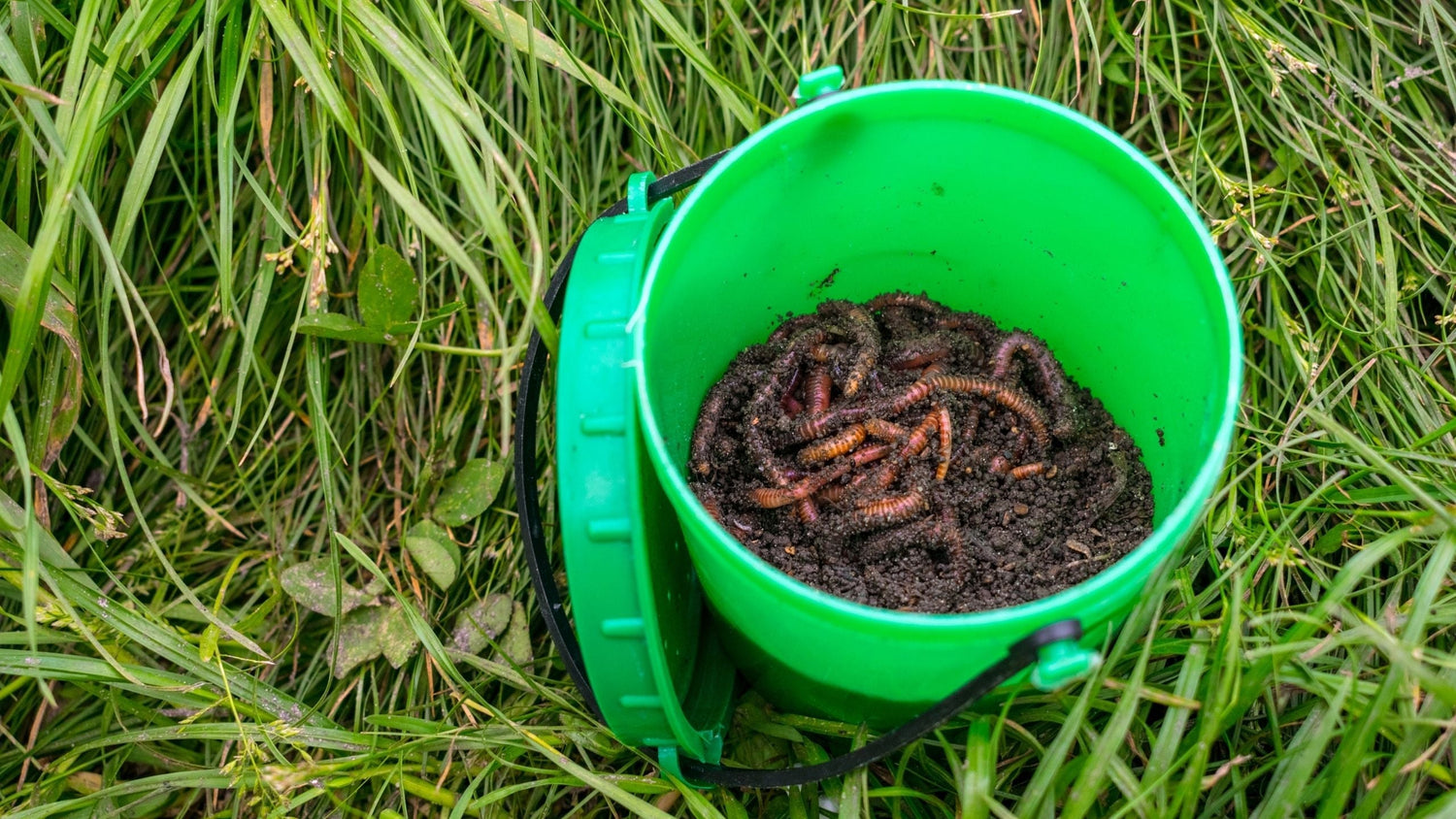 Caring for Red Wigglers