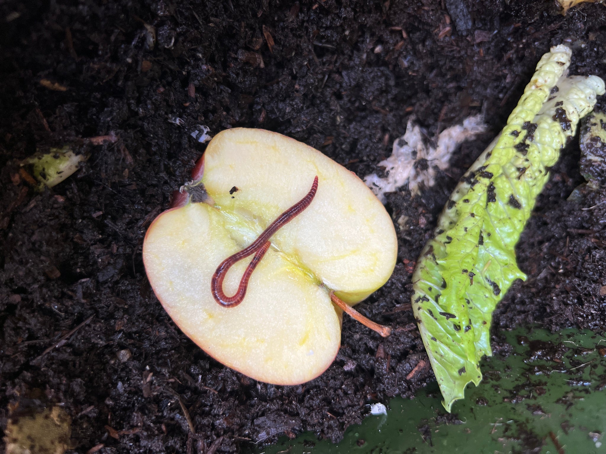 Buy Worm Farm Kit & Bundles | Meme's Worms