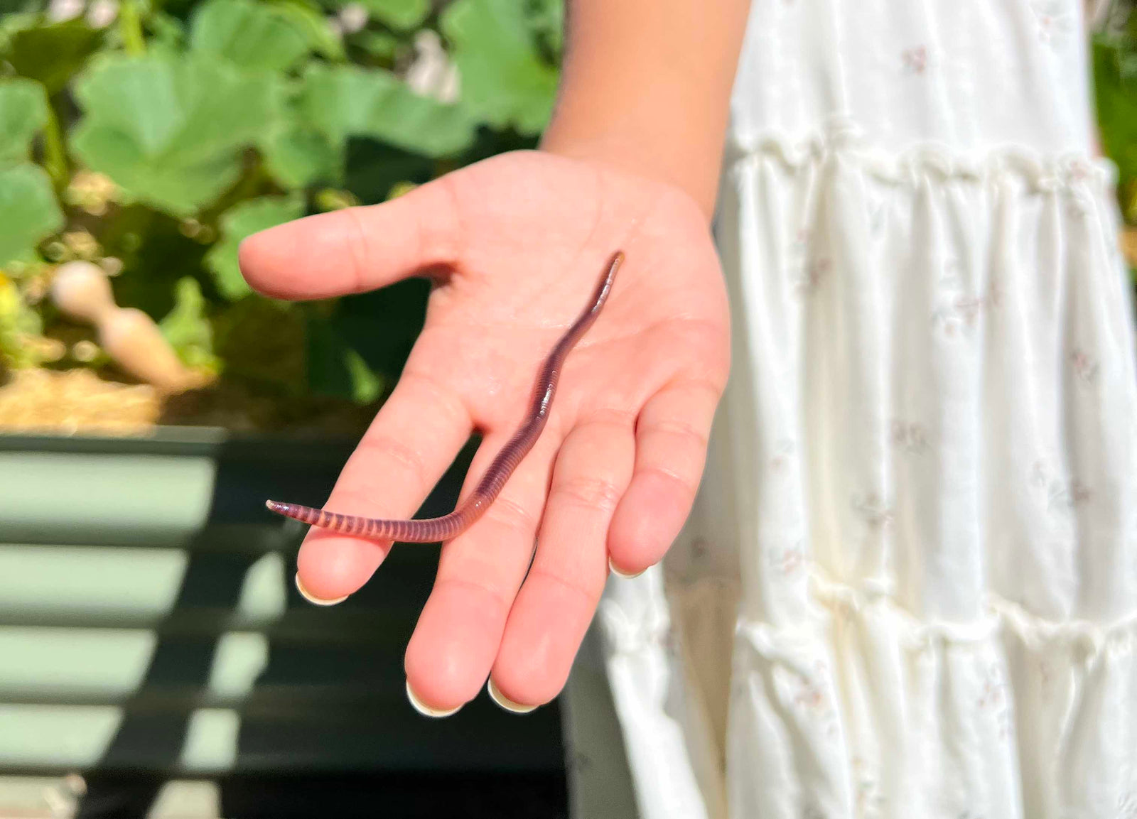 About Meme's Worms Located in Valdosta, GA : Meme’s Worms