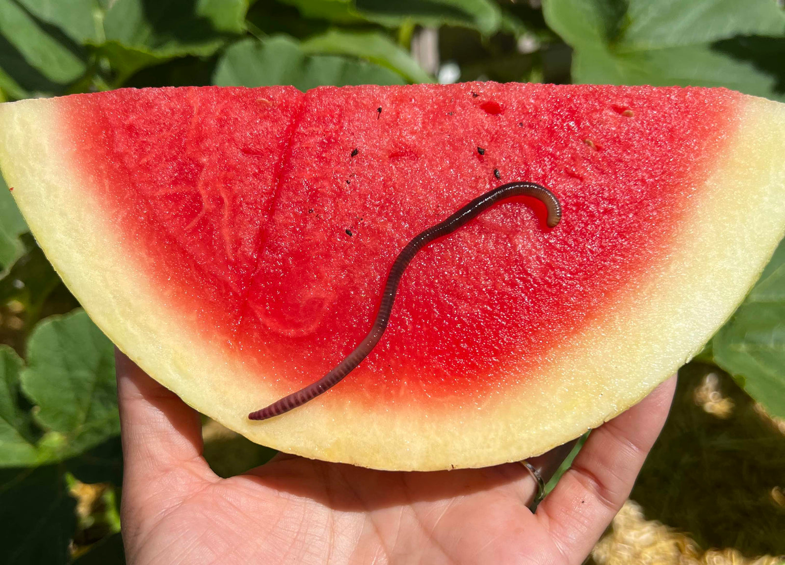 About Meme's Worms Located in Valdosta, GA : Meme’s Worms