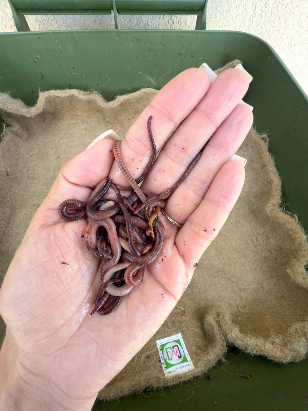 Composting Worm Mix -Red Wigglers and European Nightcrawlers