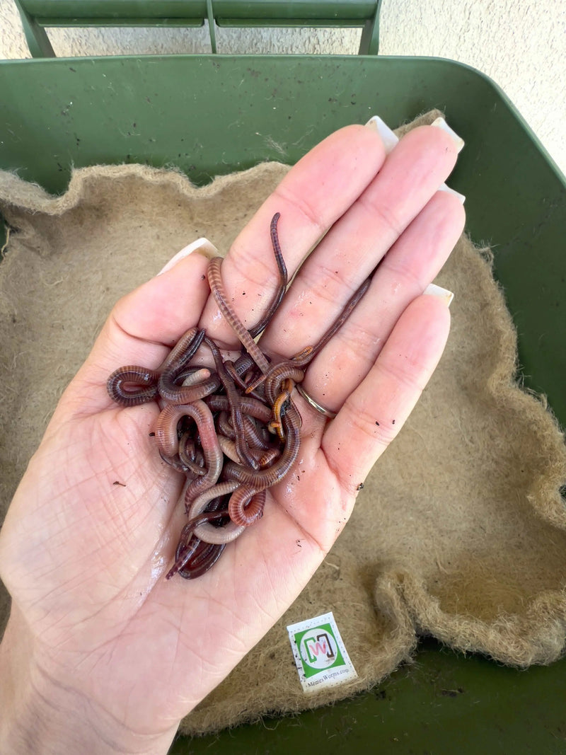 Composting Worm Mix -Red Wigglers and European Nightcrawlers