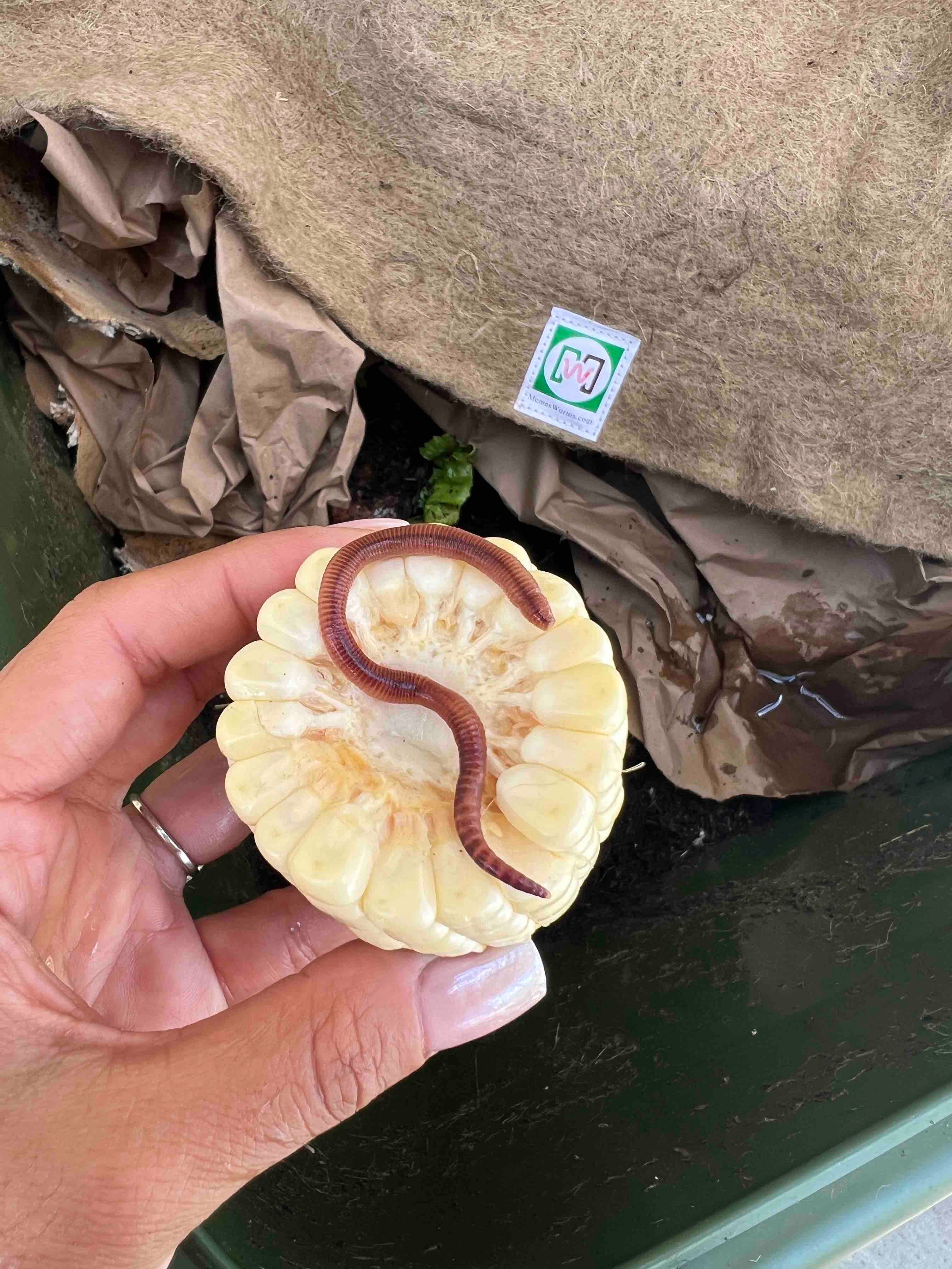 Composting Worm Mix -Red Wigglers and European Nightcrawlers