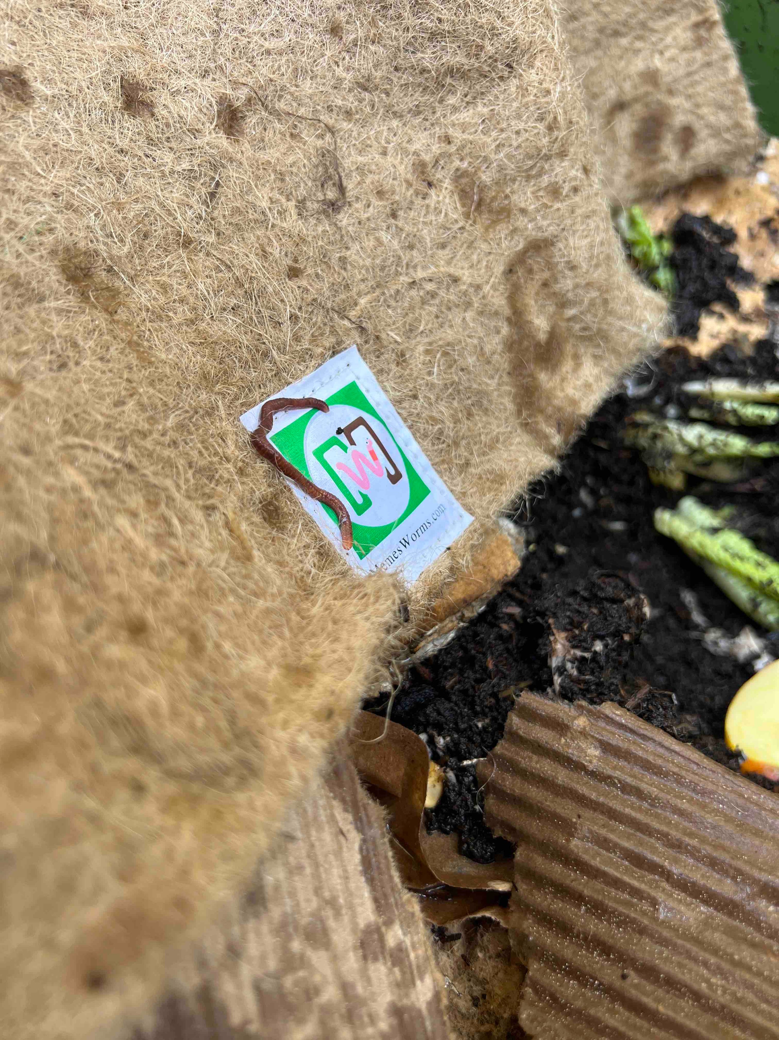 Composting Worm Mix -Red Wigglers and European Nightcrawlers