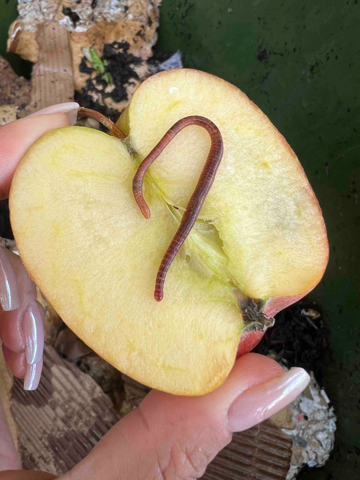 Become a Meme's Worms Affiliate Supplier in Valdosta, GA