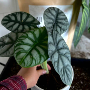 Mezcla de tierra multiusos: rica en nutrientes y orgánica