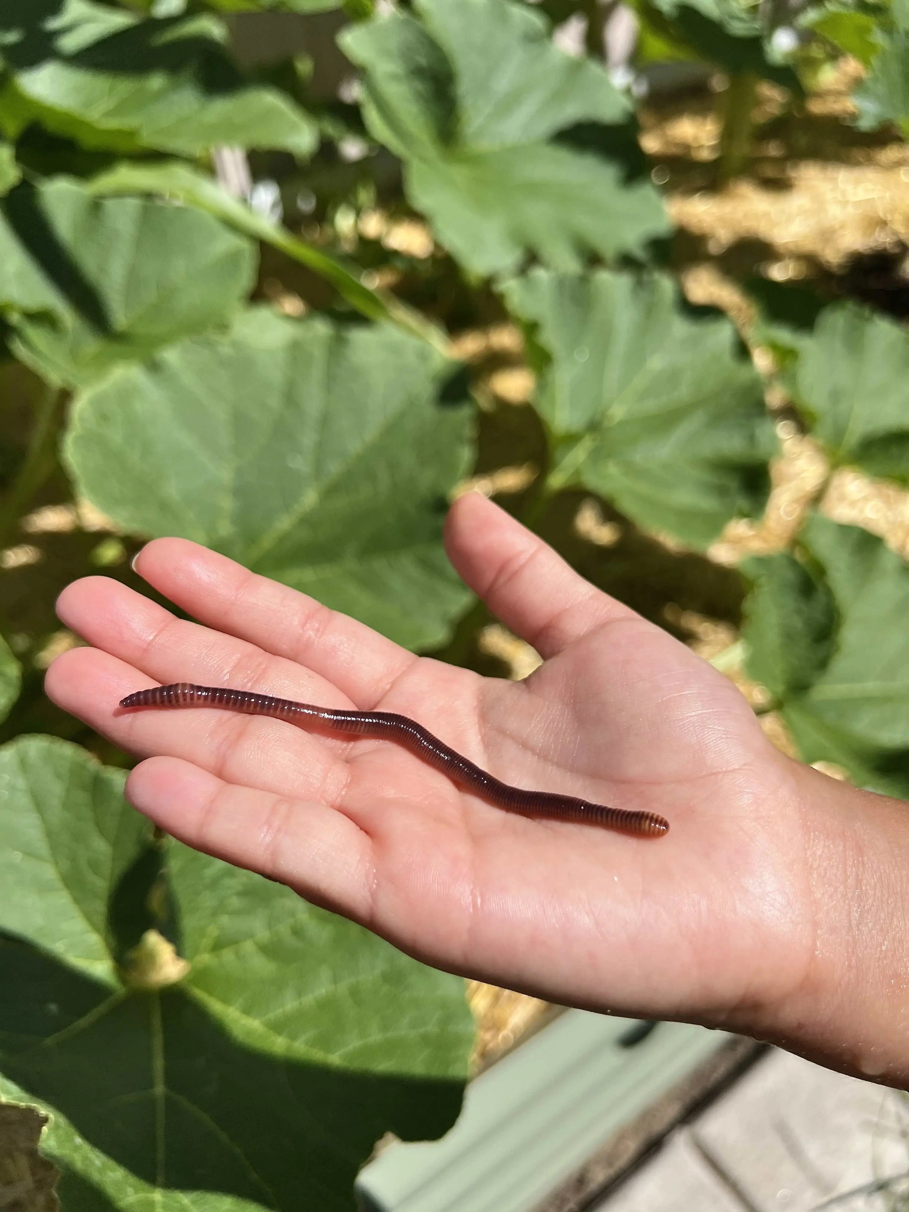Pure Red Wiggler Composting Worms EISENIA FOETIDA