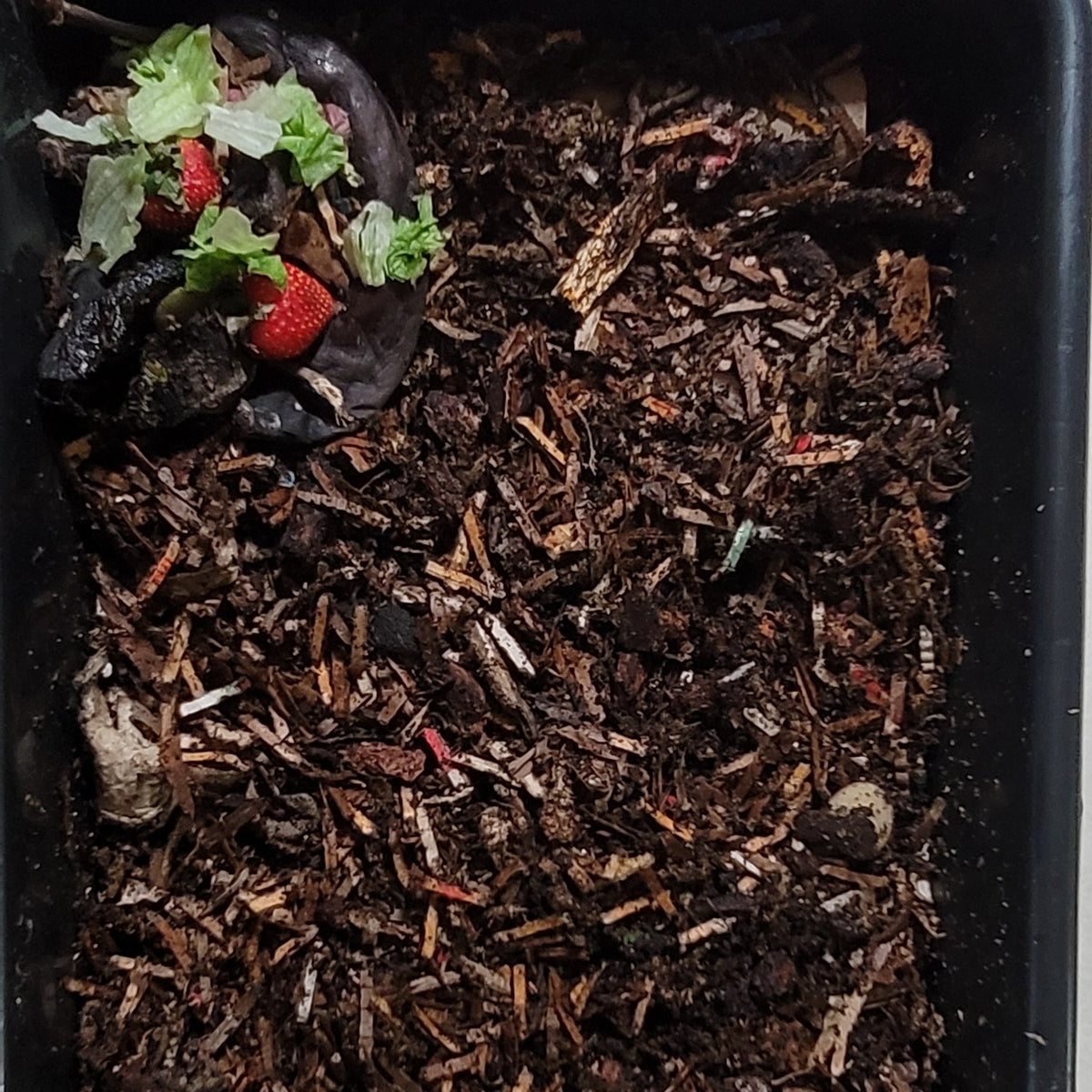 Worm Bin Set Up Guide