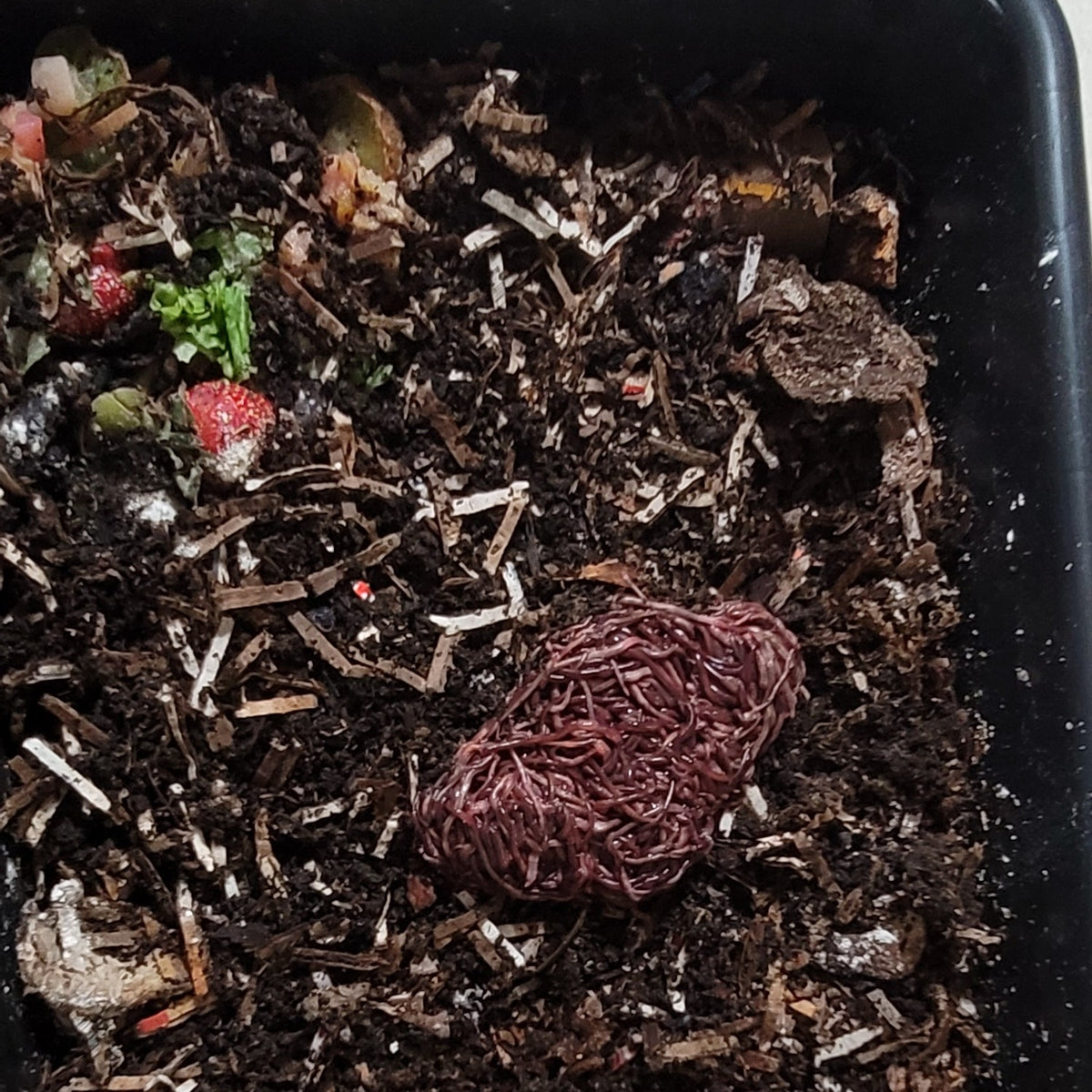 Worm Bin Set Up Guide