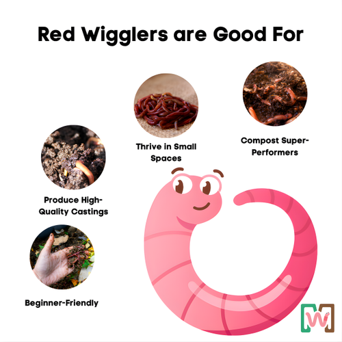 Composting Worm Mix – Red Wigglers & European Nightcrawlers