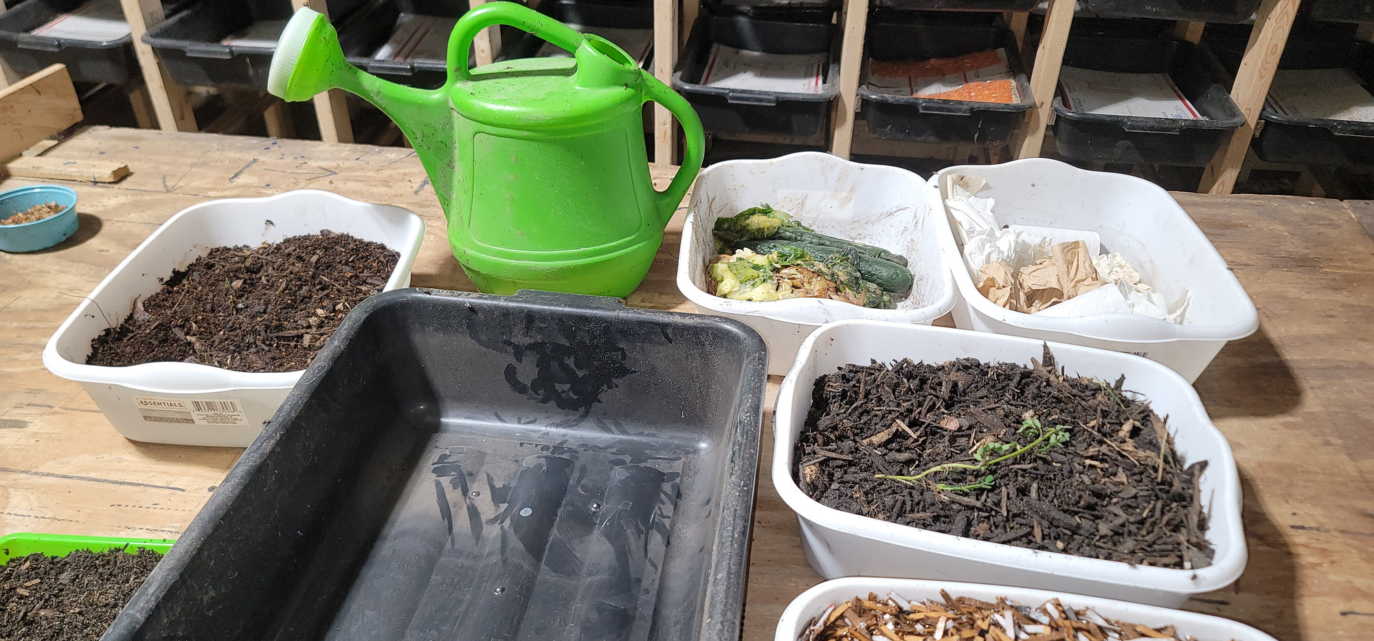 Worm Bin Set Up Guide