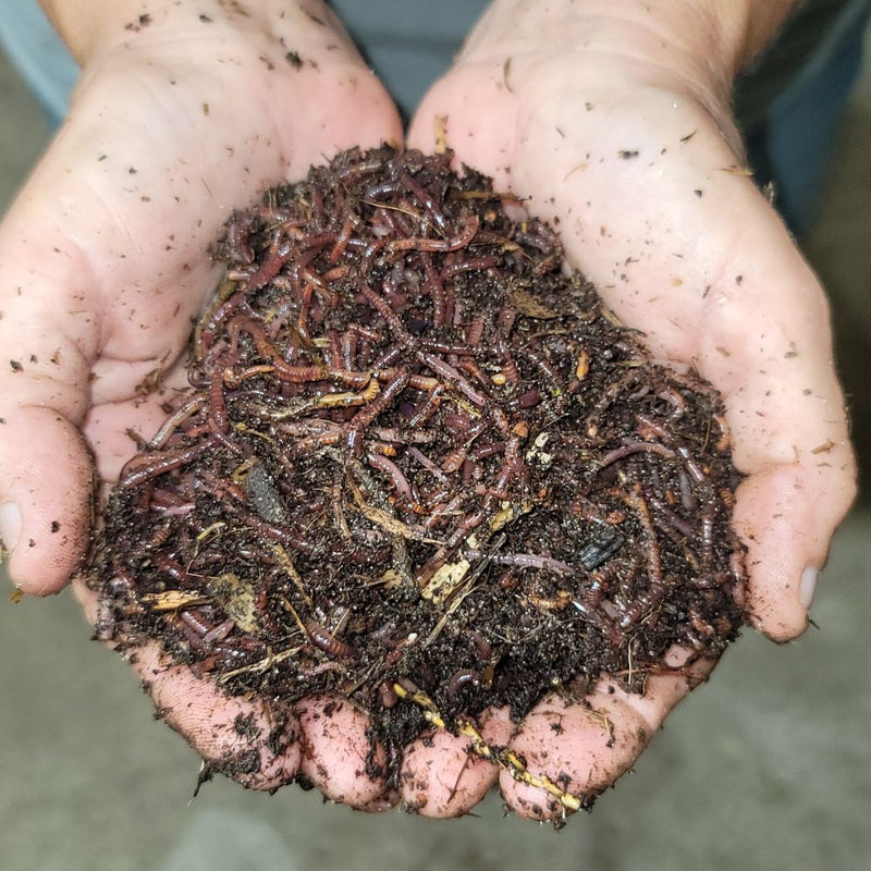 Buy Pure Red Wiggler Composting Worms